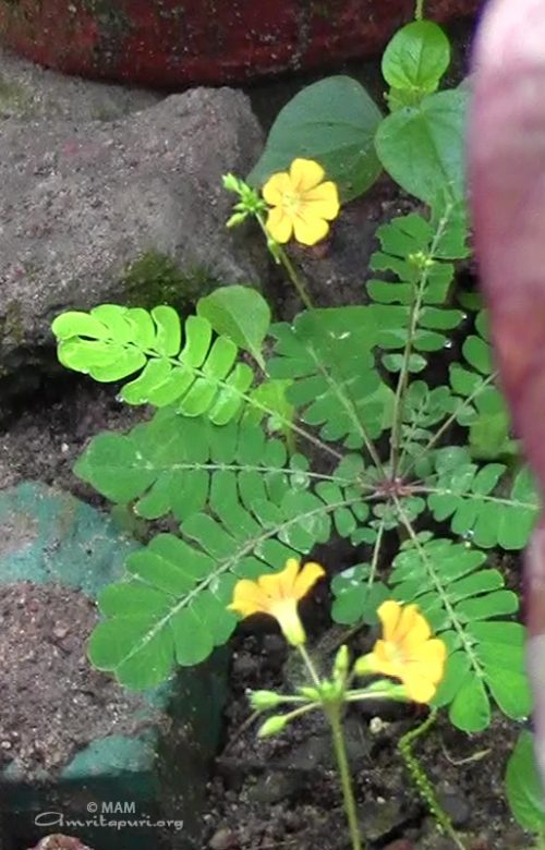 Amritapuri – A Bouquet of Flowers VI | Ashram Diary