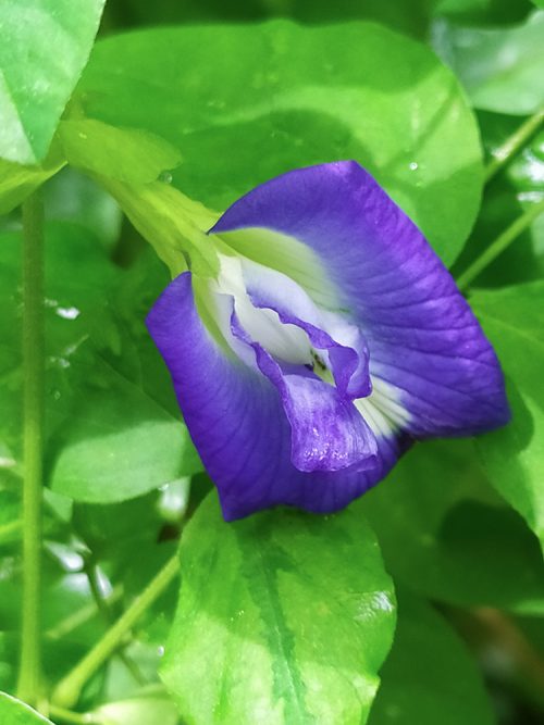 Onam: A Natural Flower Festival | Ashram Diary